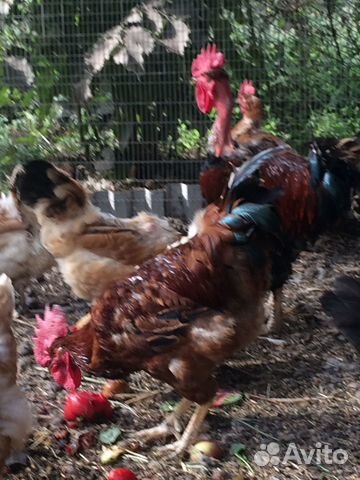 Петухи