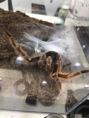 Паук Grammostola Rosea Red самец на спаривание