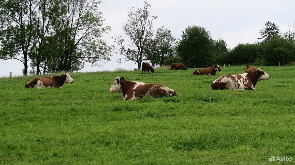 Продам стадо