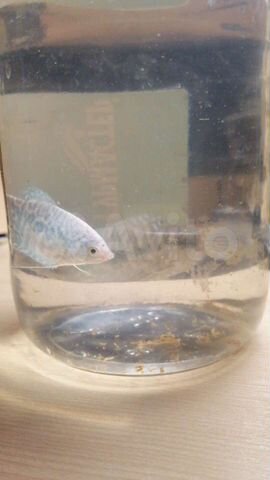 Отдам бесплатно двух рыб