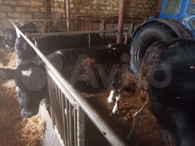 Домашние телята. телята- бычки