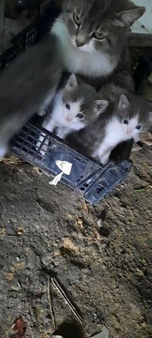 Кошка с котятами в добрые руки