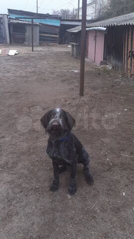 Собака Дратхаар