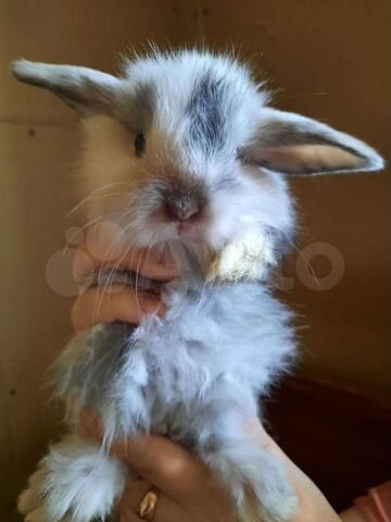 Декоративные кролики вислоухие
