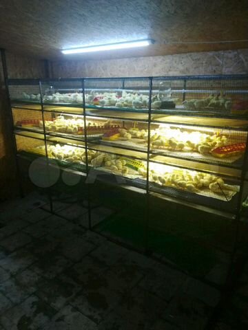 Цыплята, индюшка, утята, гусята