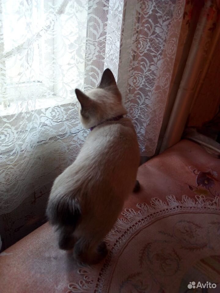 Меконгский бобтейл,котик,породистый,очень игривый