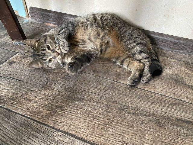 Замечательная кошка Печенька ищет дом