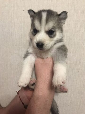 Сибирский хаски