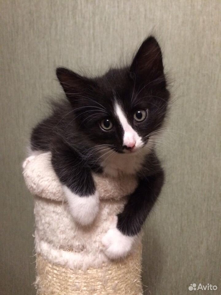 Котик обормотик