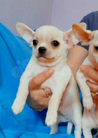 Чихуахуа сладкий малыш