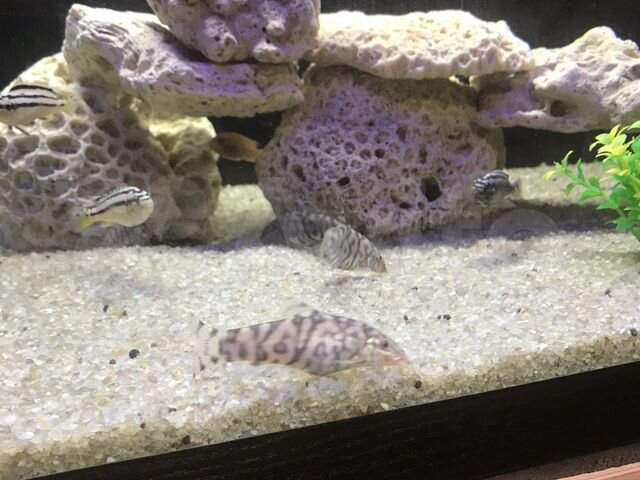 Боция мраморная (yo-yo)