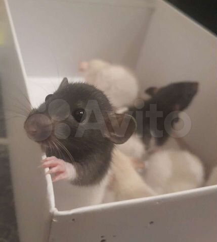 Крысята Дамбо*