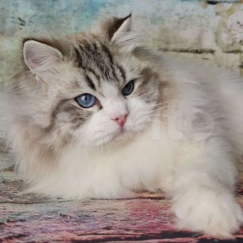 Кот Рэгдолл линкс, вязка (цена котенок)
