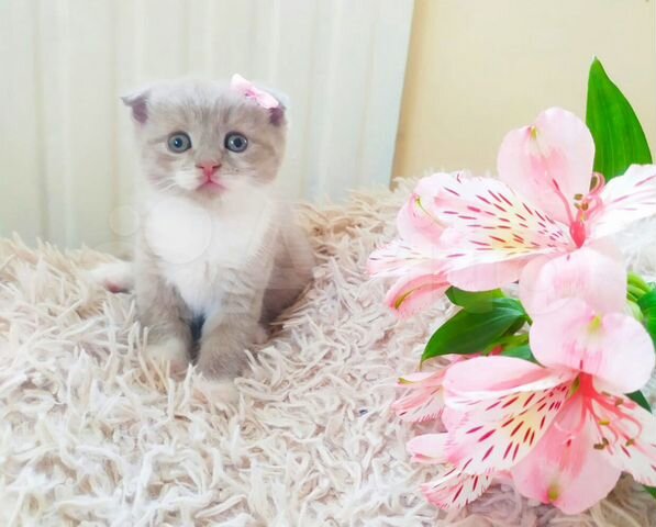 Шотландские вислоухие котята