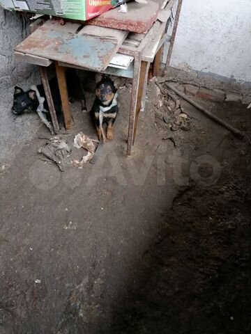 Щенки австралийской овчарки