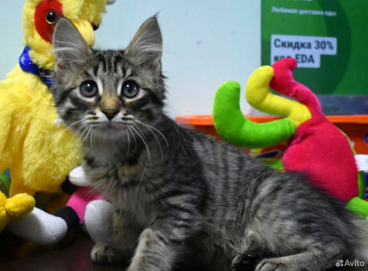 Маленький милаш Арамис 3 месяца