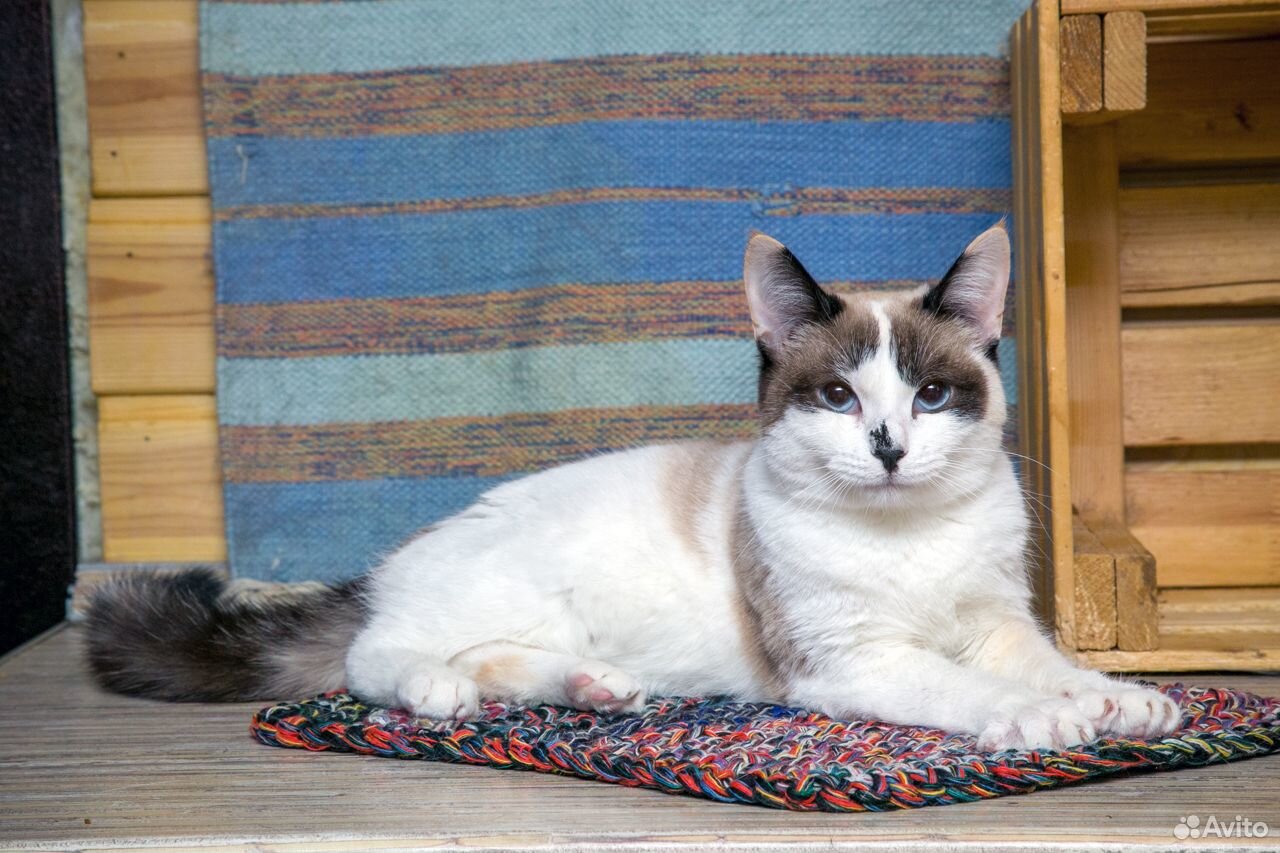 Кошечка Маска 8мес.Стерилизована,привита.В квартир