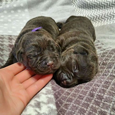 Перспективные щенки Лабрадора ретривера