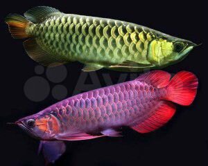 Экзотические рыбки