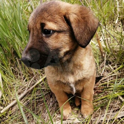 Щеночек мальчик 2 мес