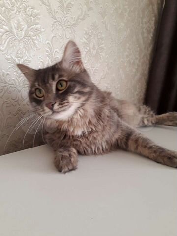 Кошка