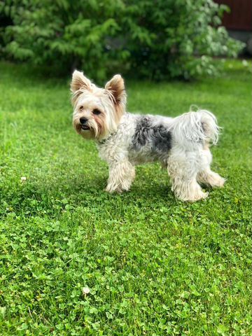 Мальчик Бивер на вязку