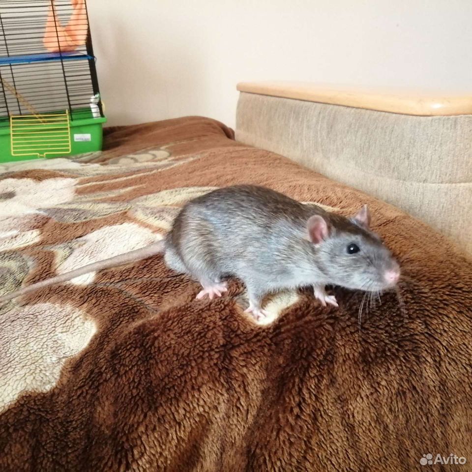 Любопытный малыш крыс. Бесплатно