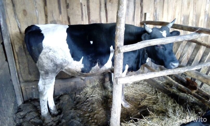 Мясо. Быки. Телки. Халяль