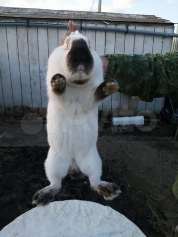 Кролы производители