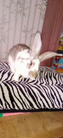 Декоративные кролики