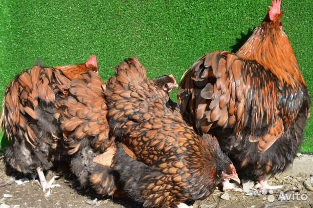 Цыплята орпингтона,золотой,парцеляновый,кохи черны