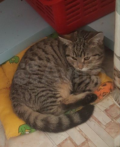 Кошечка шотландская возраст 1 год и 5 мес стерелиз