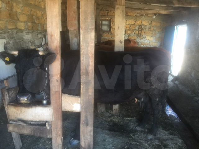 Корова дойная