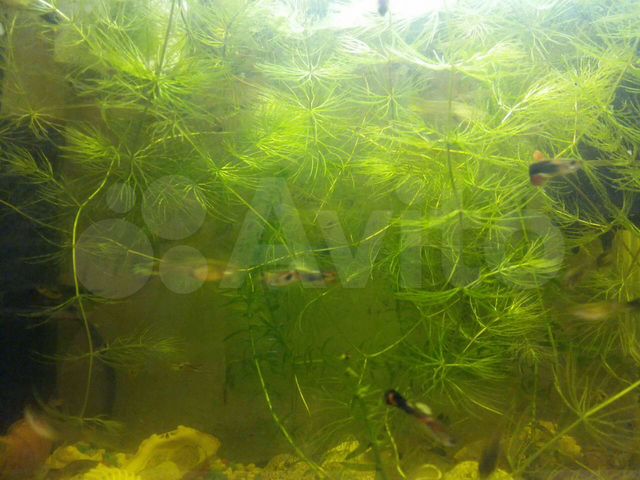 Рыбки гуппи + водоросли