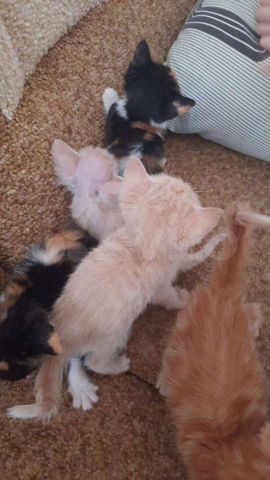 Кот сфинкс-браш и котята