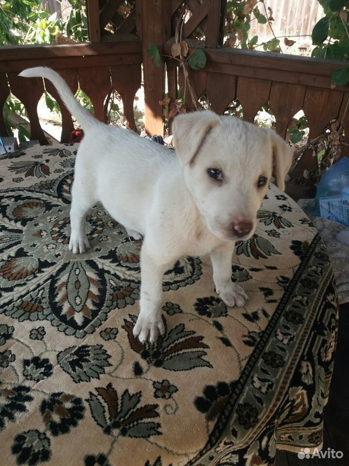 Щеночек в добрые руки