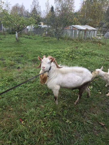 Козы и козлы