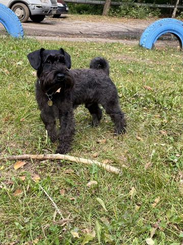 Цвергшнауцер вязка