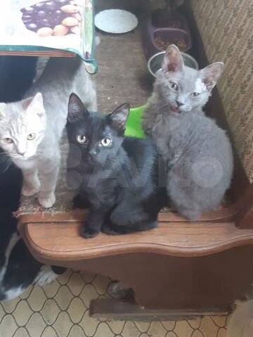 Продам котят
