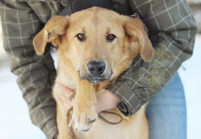 Рыжий пёс в добрые руки