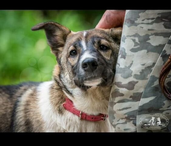 Плюшевый щенок Вега - девочка в добрые руки