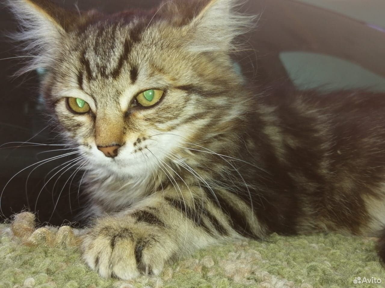 Отдадим в добрые руки.2 кота и одна кошка. Добрые
