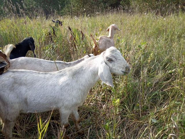 Козлики и козлятки