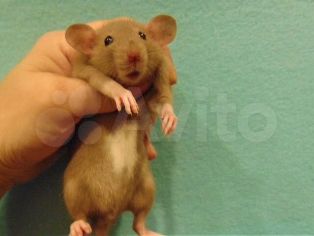 Крысы,крысята дамбо микки - маусы питомник, клетки