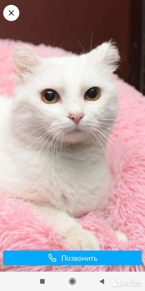 Миниатюрная, ласковая Ксюша(стерилизована)