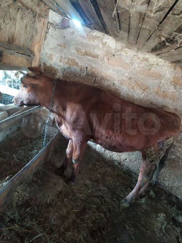 Тëлка 1.5 года