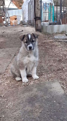 Соня ищет дом