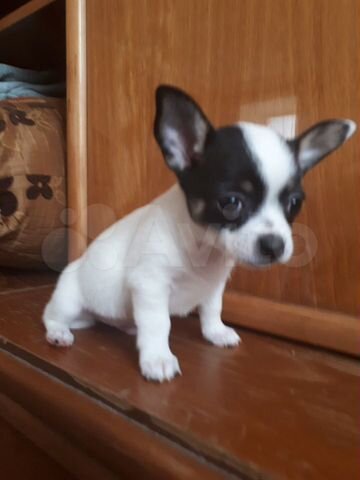 Чихуахуа мальчик