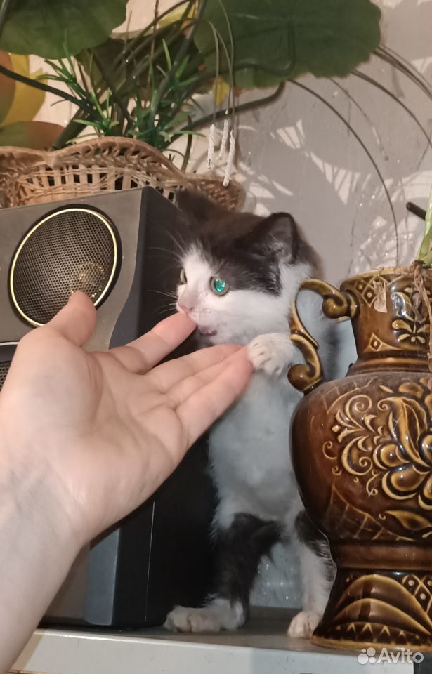 Котёнок Милаш