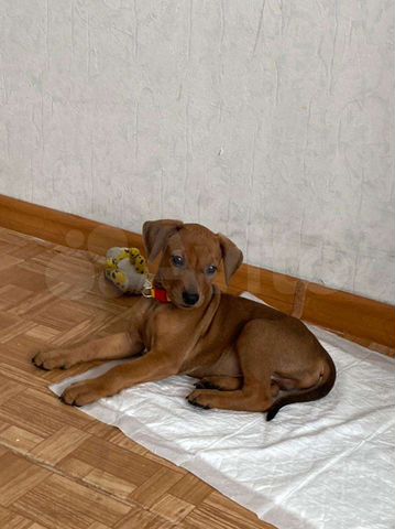 Немецкий пинчер